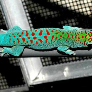 Super Blue morph of a giant day gecko, Phelsuma grandis from www ...